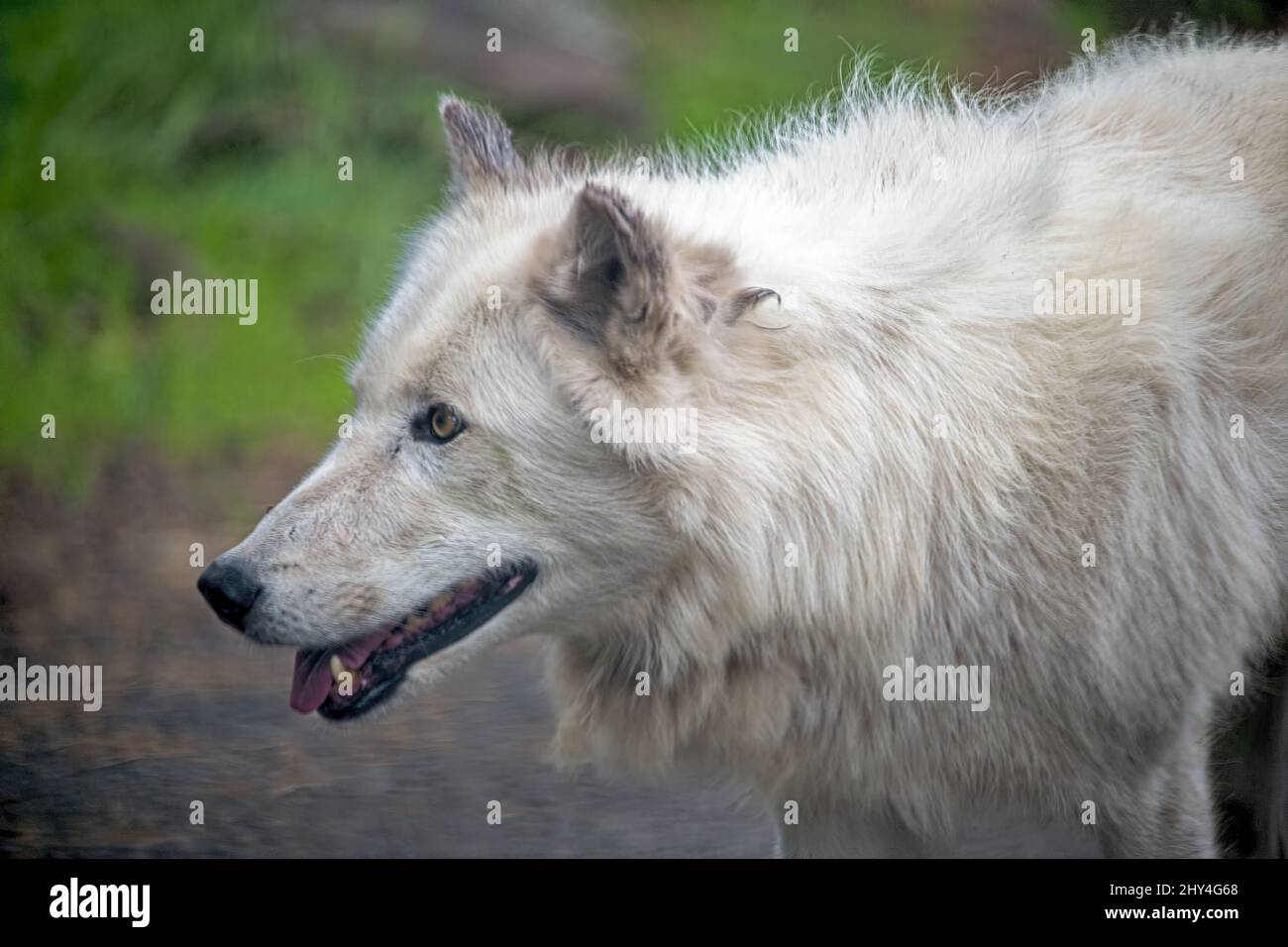 Portrait of the polar arctic white wolf in the forest in Arizona Stock ...