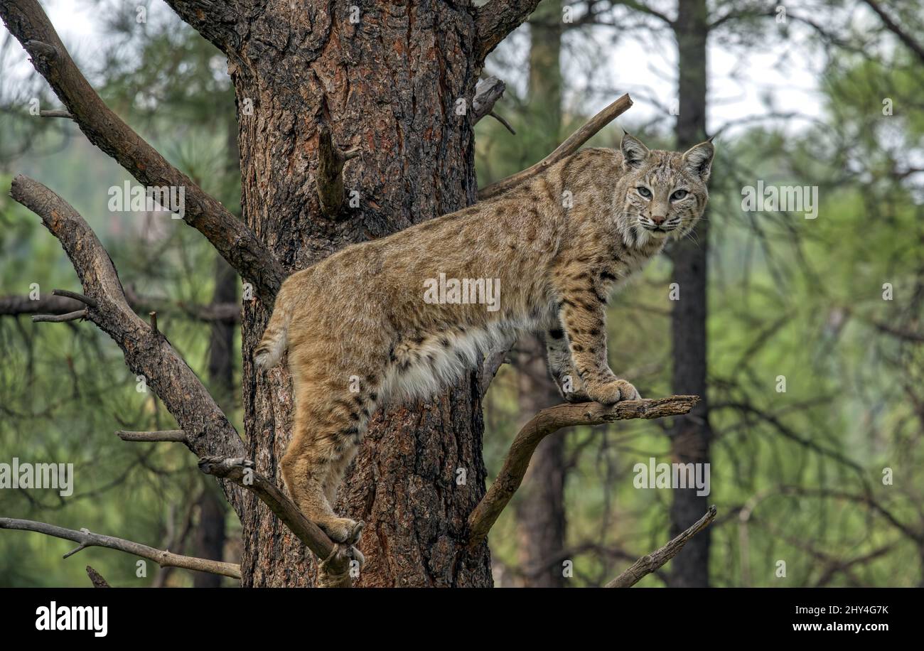 Portrait of a Mexican bobcat standing on the branches of a tree Stock ...