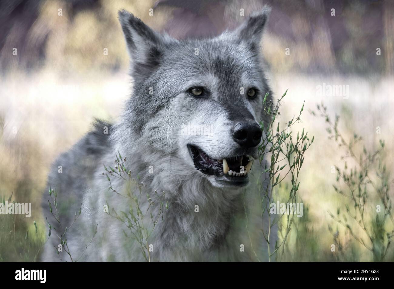 Portrait of the polar arctic white wolf in the forest in Arizona Stock ...