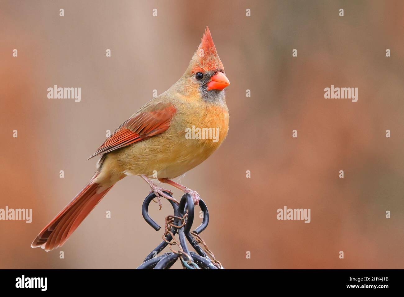 Beautiful cardinal hi-res stock photography and images - Alamy