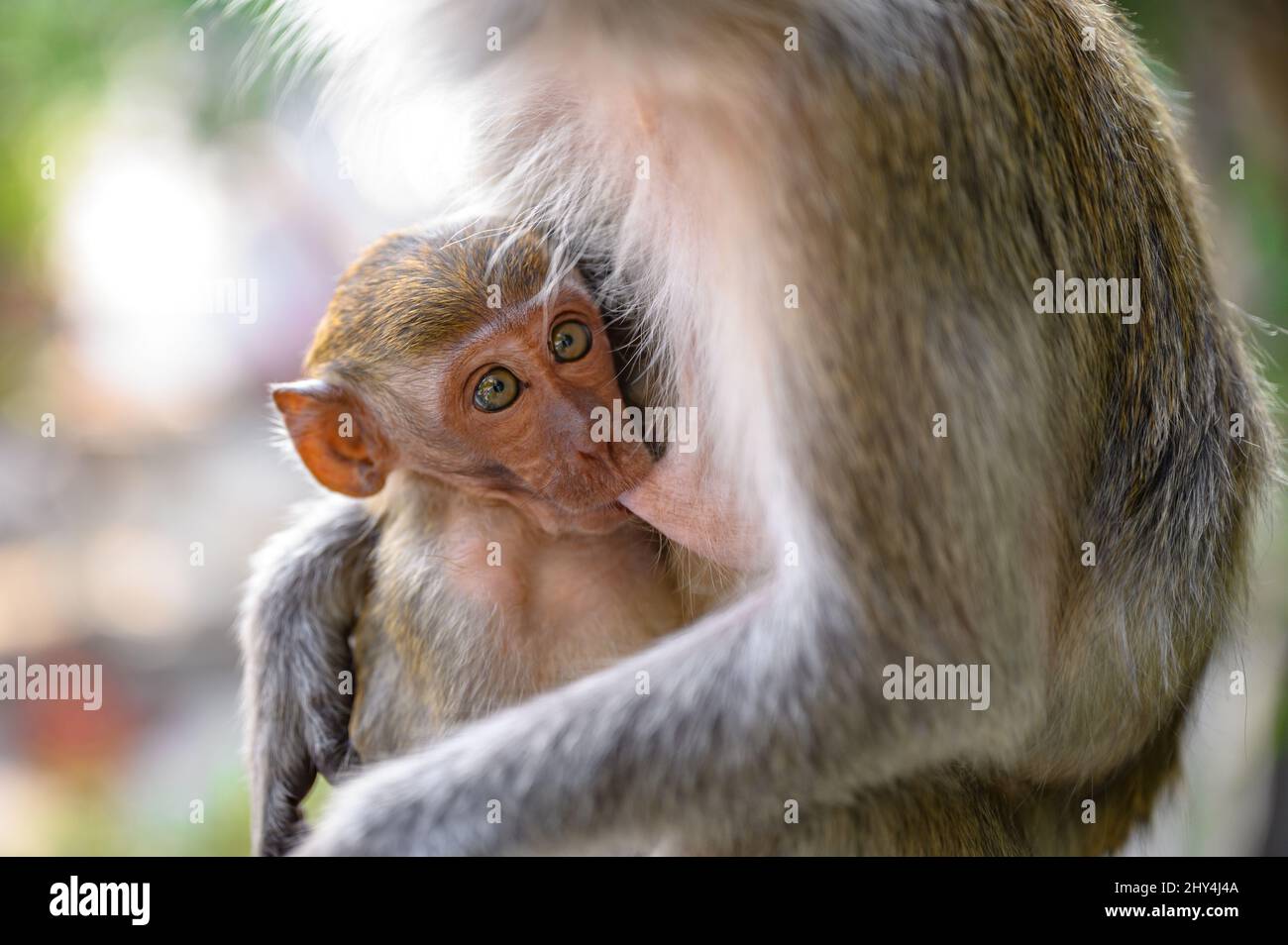 Monkey breastfeeding the baby Stock Photo - Alamy
