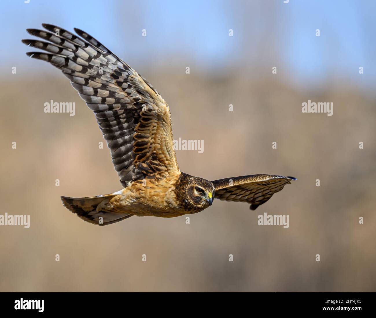 Field harrier in flight Stock Photo - Alamy