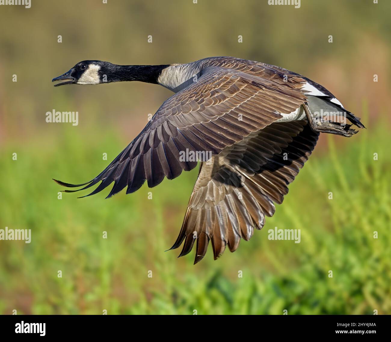 A Canadian goose in flight Stock Photo - Alamy
