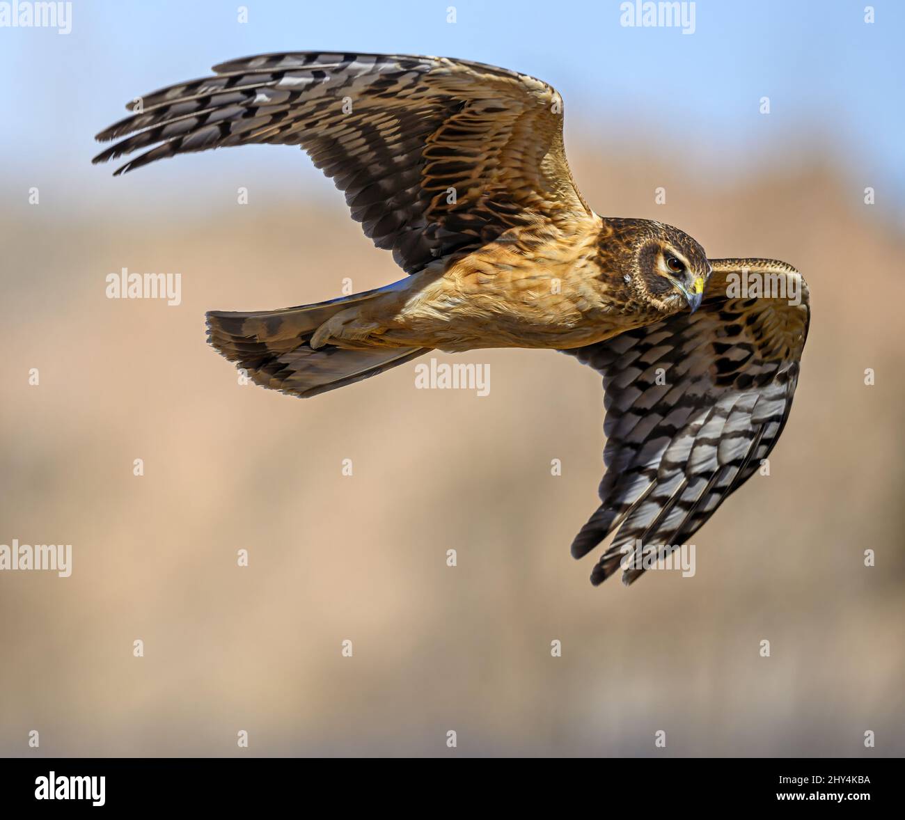 Field harrier in flight Stock Photo - Alamy