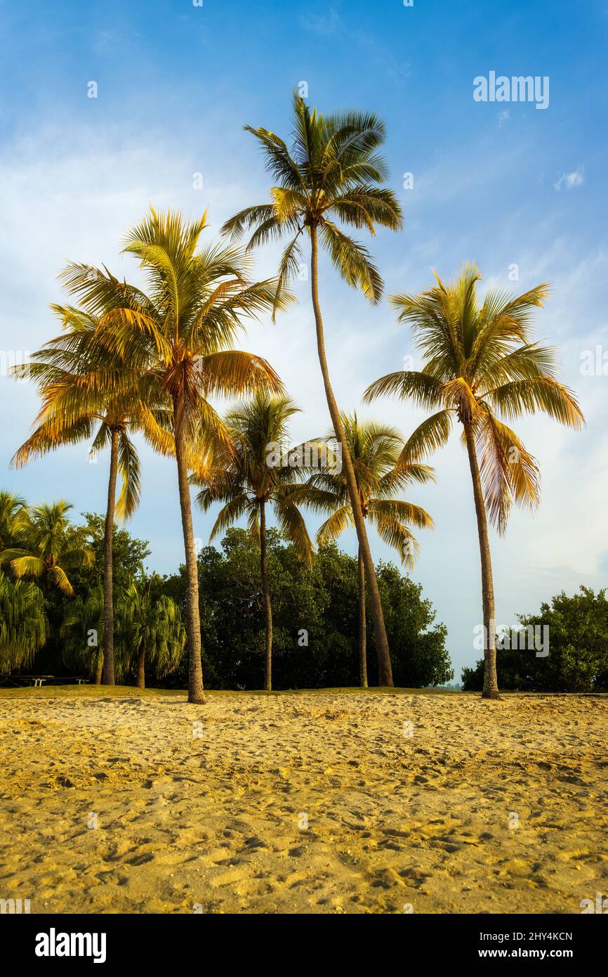 Beautiful vertical landscape of palm trees against a cloudy blue sky in ...