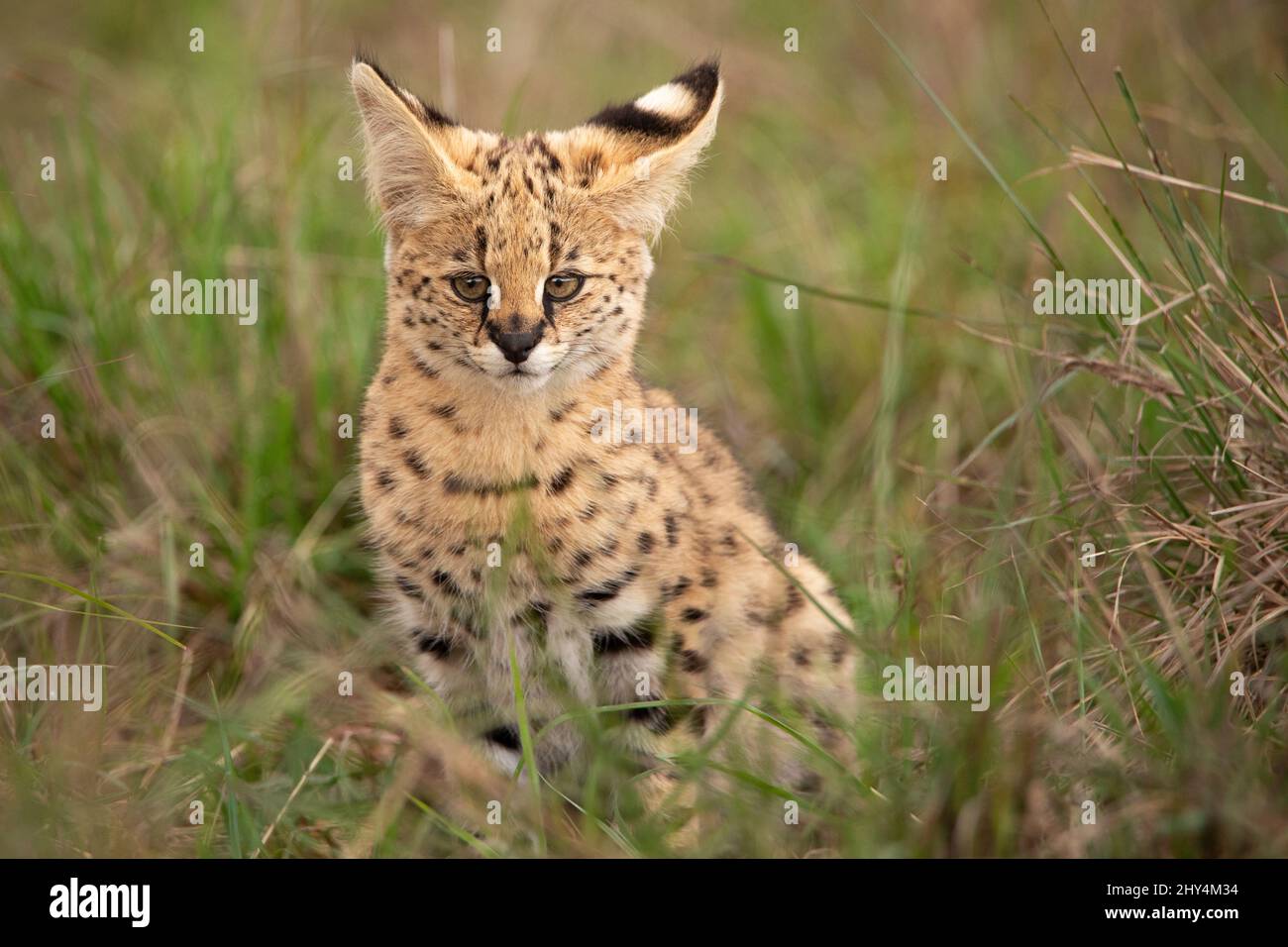 Serval endangered animal hi-res stock photography and images - Alamy