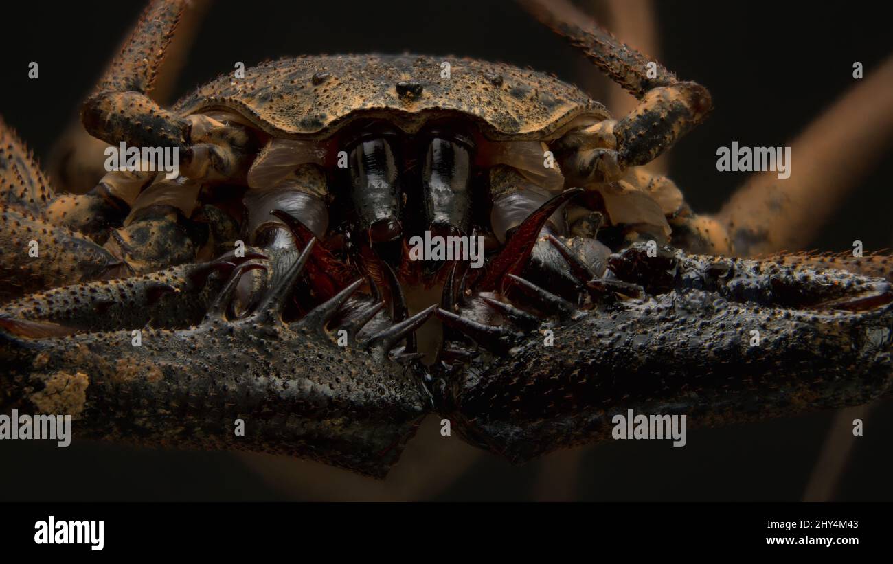 Amblypygi hi-res stock photography and images - Alamy