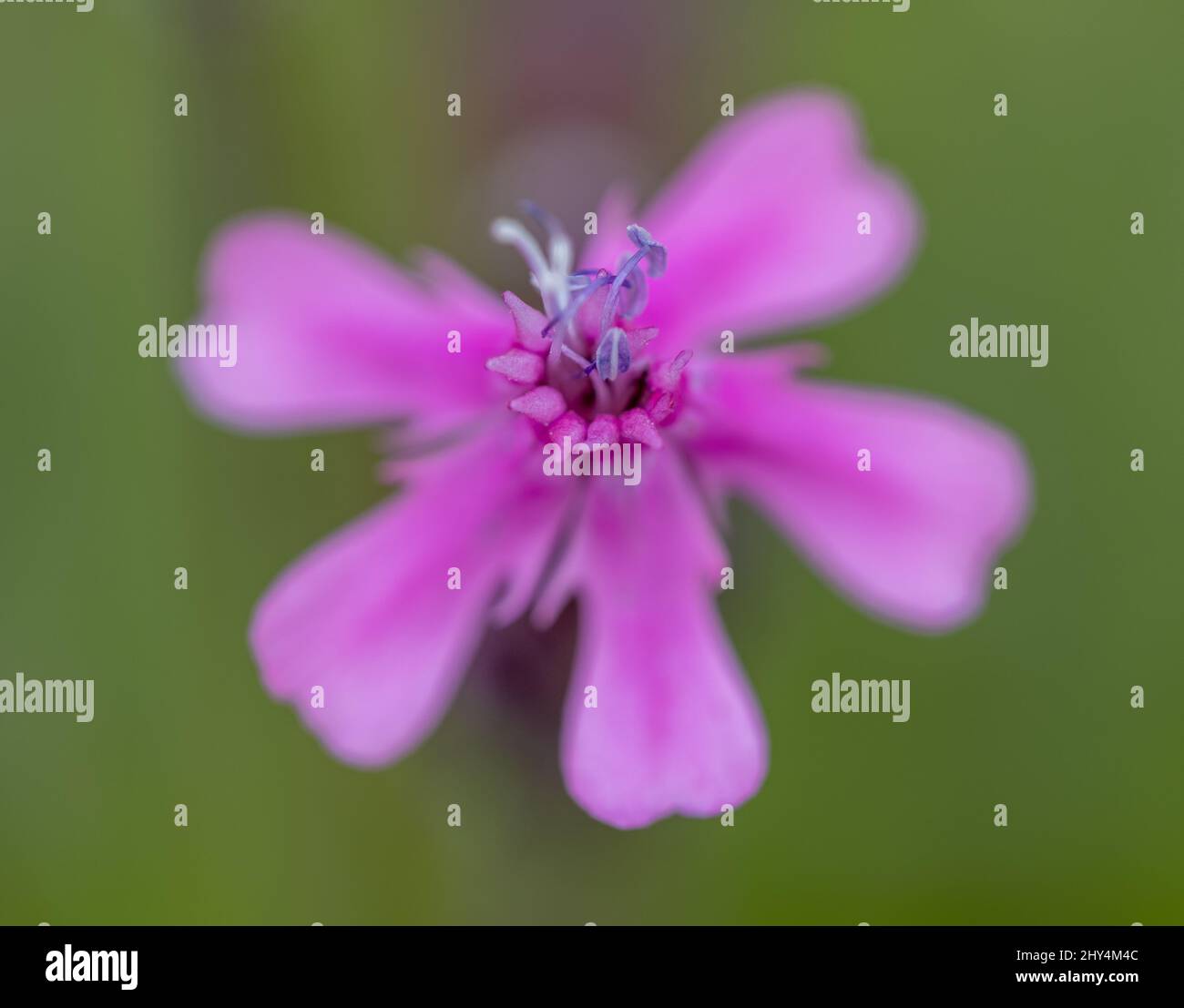 Silene armeria hi-res stock photography and images - Alamy