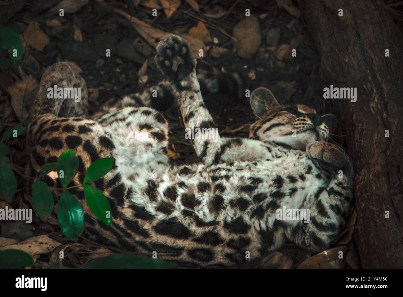 Close up of ocelot (Leopardus pardalis) stretching in a forest Stock ...