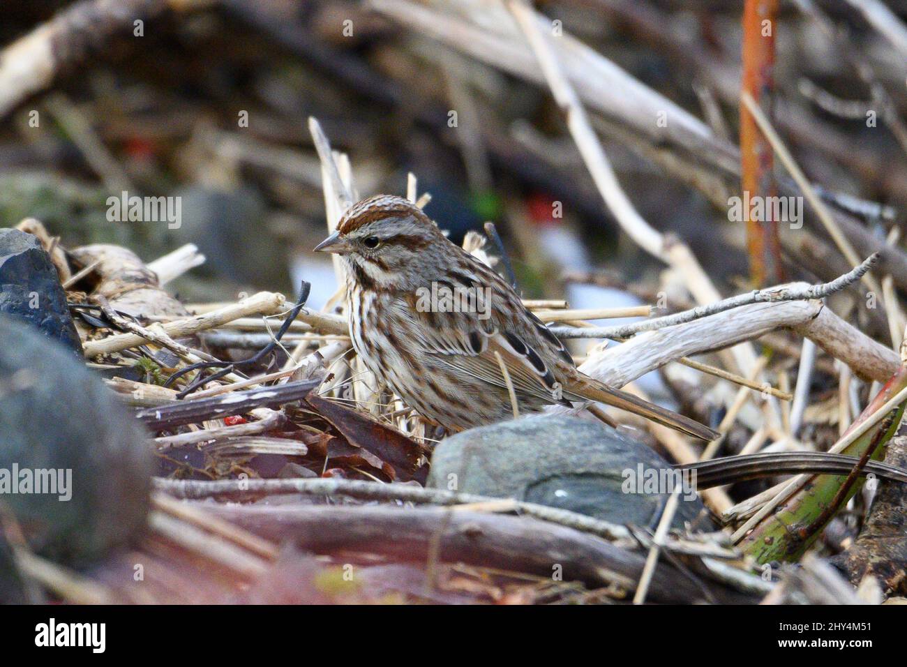 Wings of the world aviary hi-res stock photography and images - Alamy