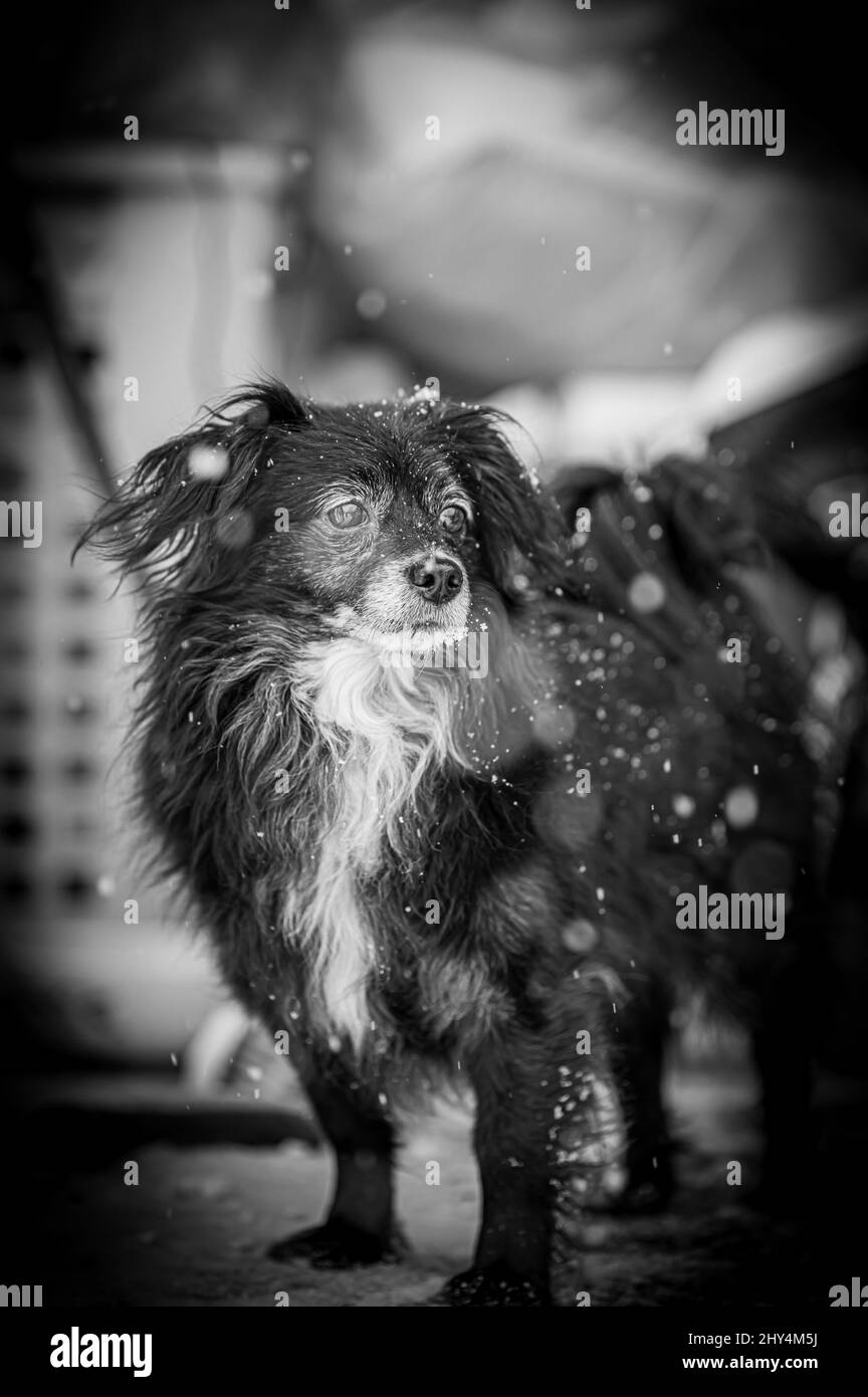 Dog papillon Black and White Stock Photos & Images - Alamy