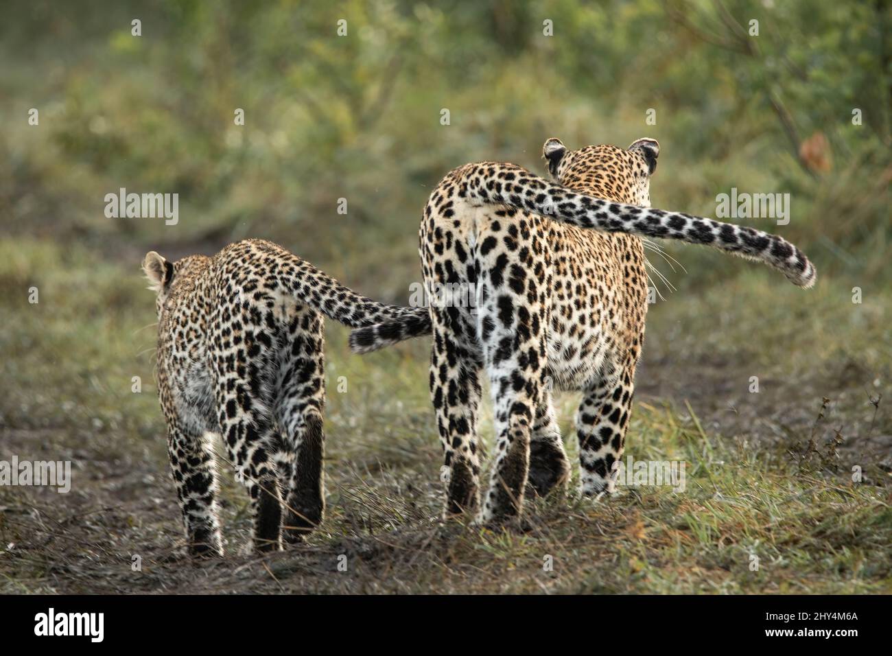 Leopards in the forest hi-res stock photography and images - Alamy