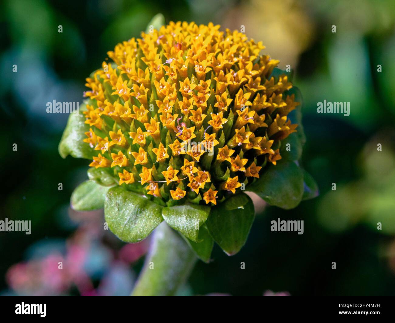 Rhodiola garden hi-res stock photography and images - Alamy