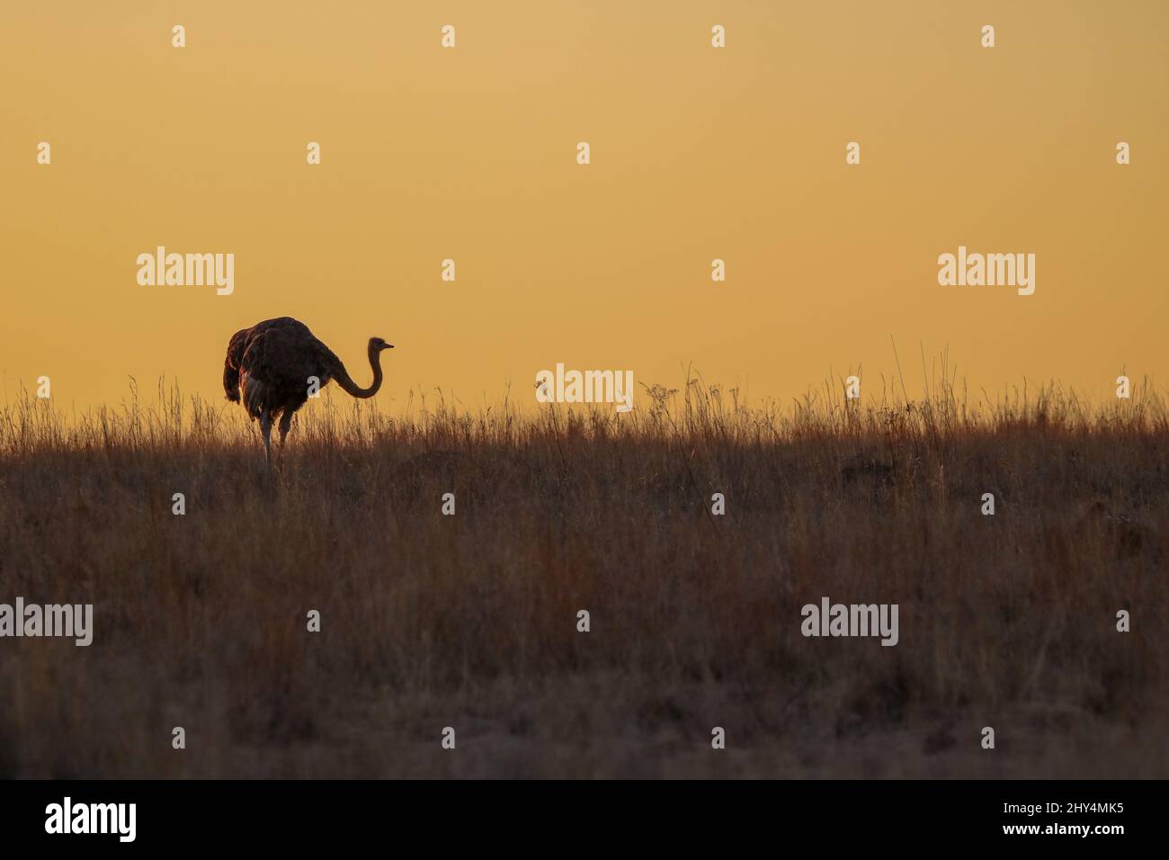 Ostrich silhouette at sunset, Kruger National Park Stock Photo - Alamy