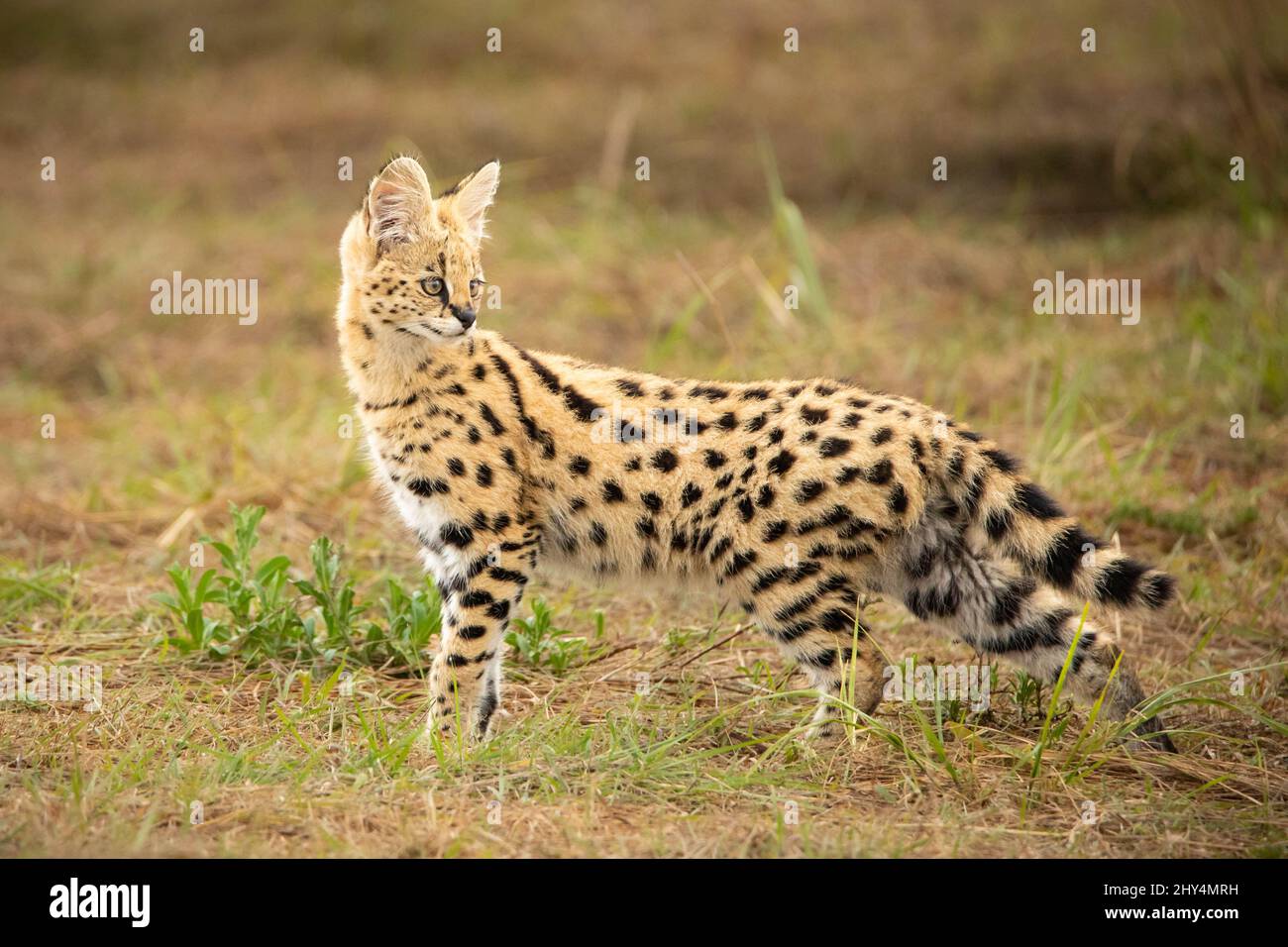 Serval endangered cat hi-res stock photography and images - Alamy