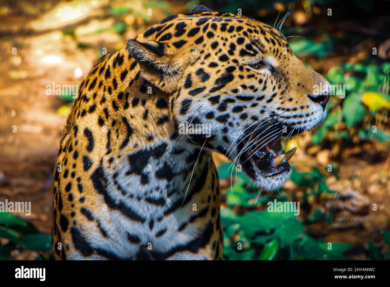 Panthera onca jaguar roar hi-res stock photography and images - Alamy