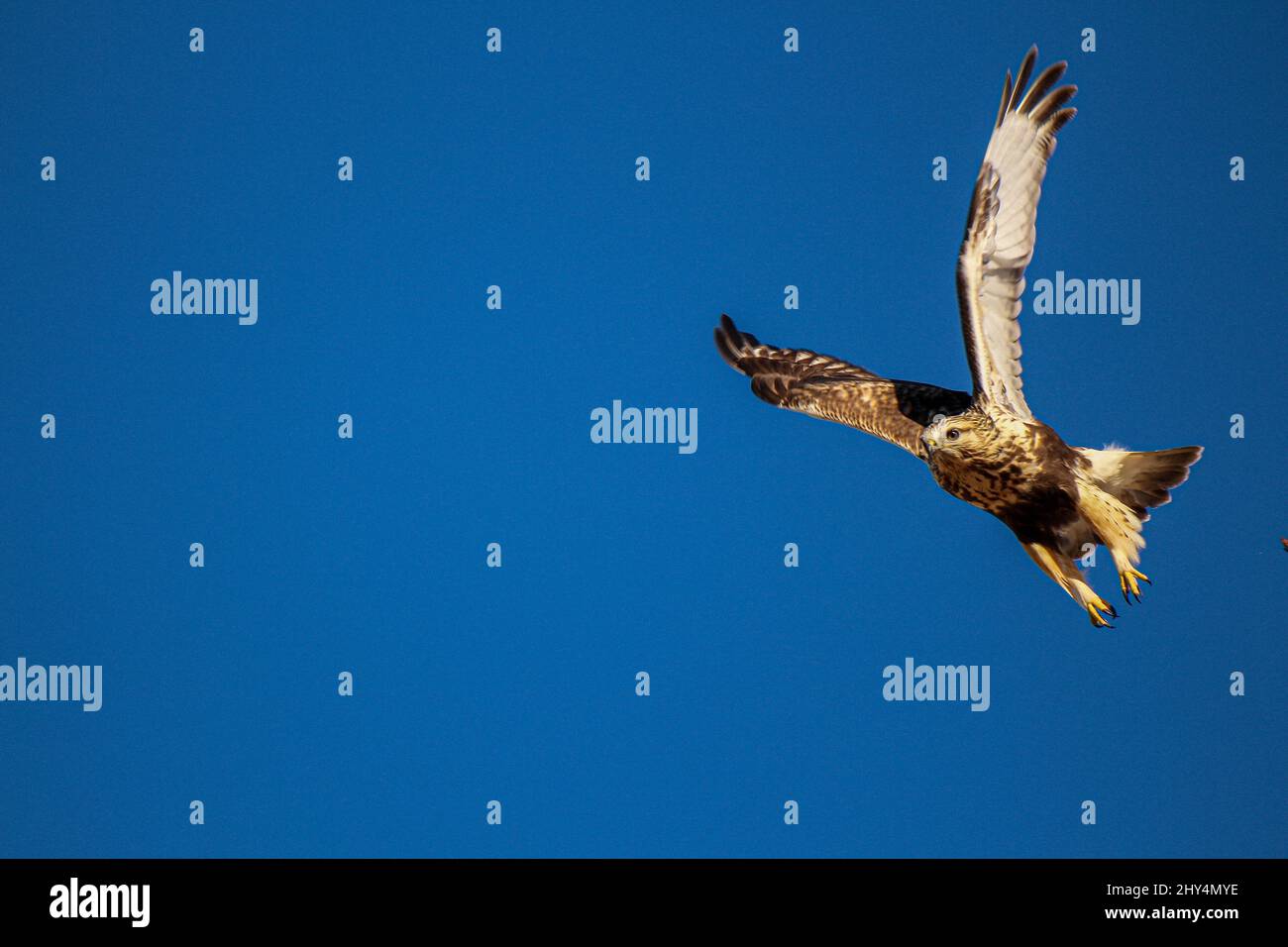 Rough-legged buzzard bird flying high in a clear blue sky Stock Photo ...