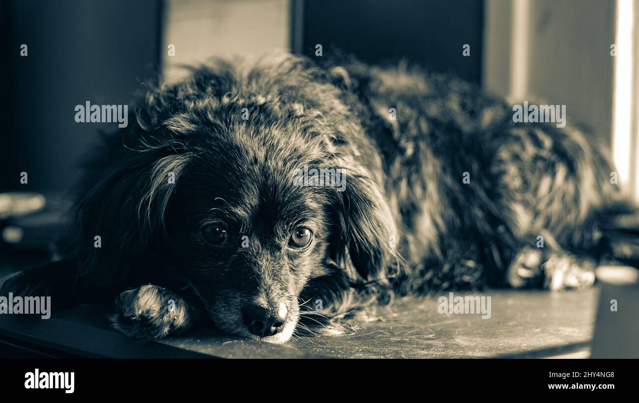 Black dog taking a nap hi-res stock photography and images - Alamy