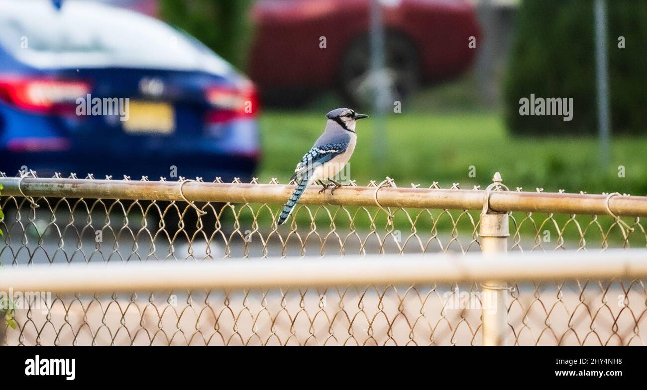 Closeup shot of a cute, blue sparrow bird sitting on the metal net wire ...