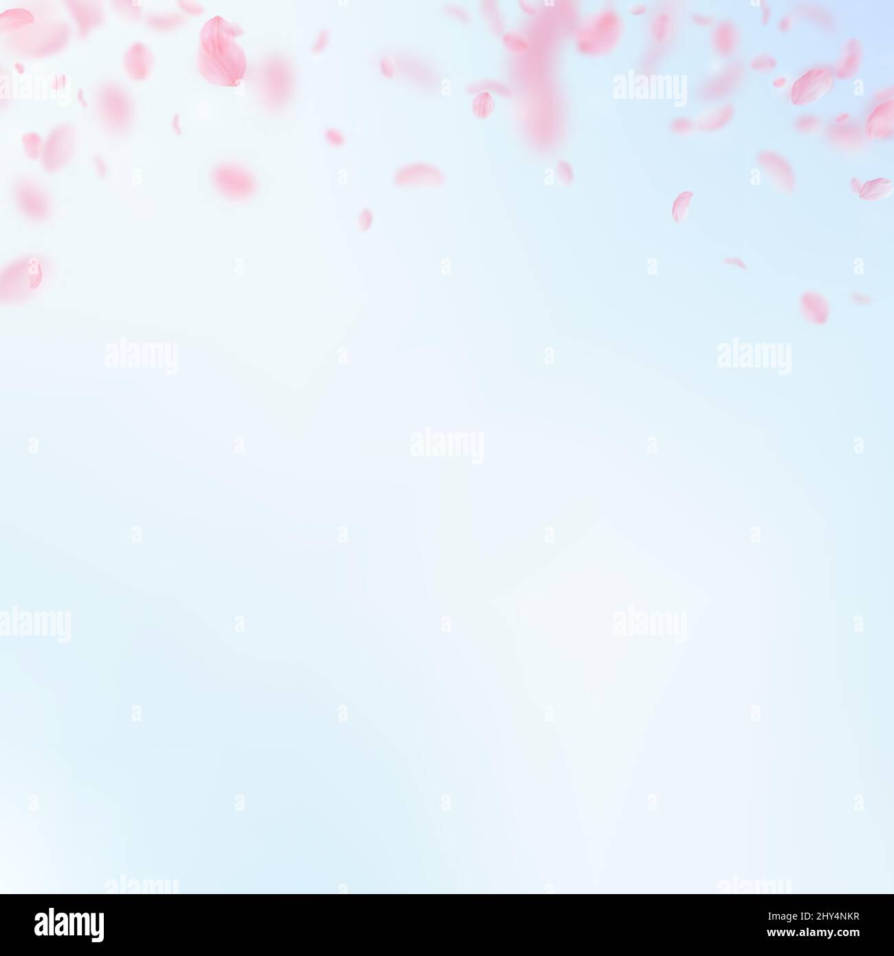 Sakura petals falling down. Romantic pink flowers gradient. Flying ...