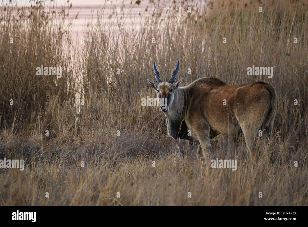 Bull eland hi-res stock photography and images - Alamy