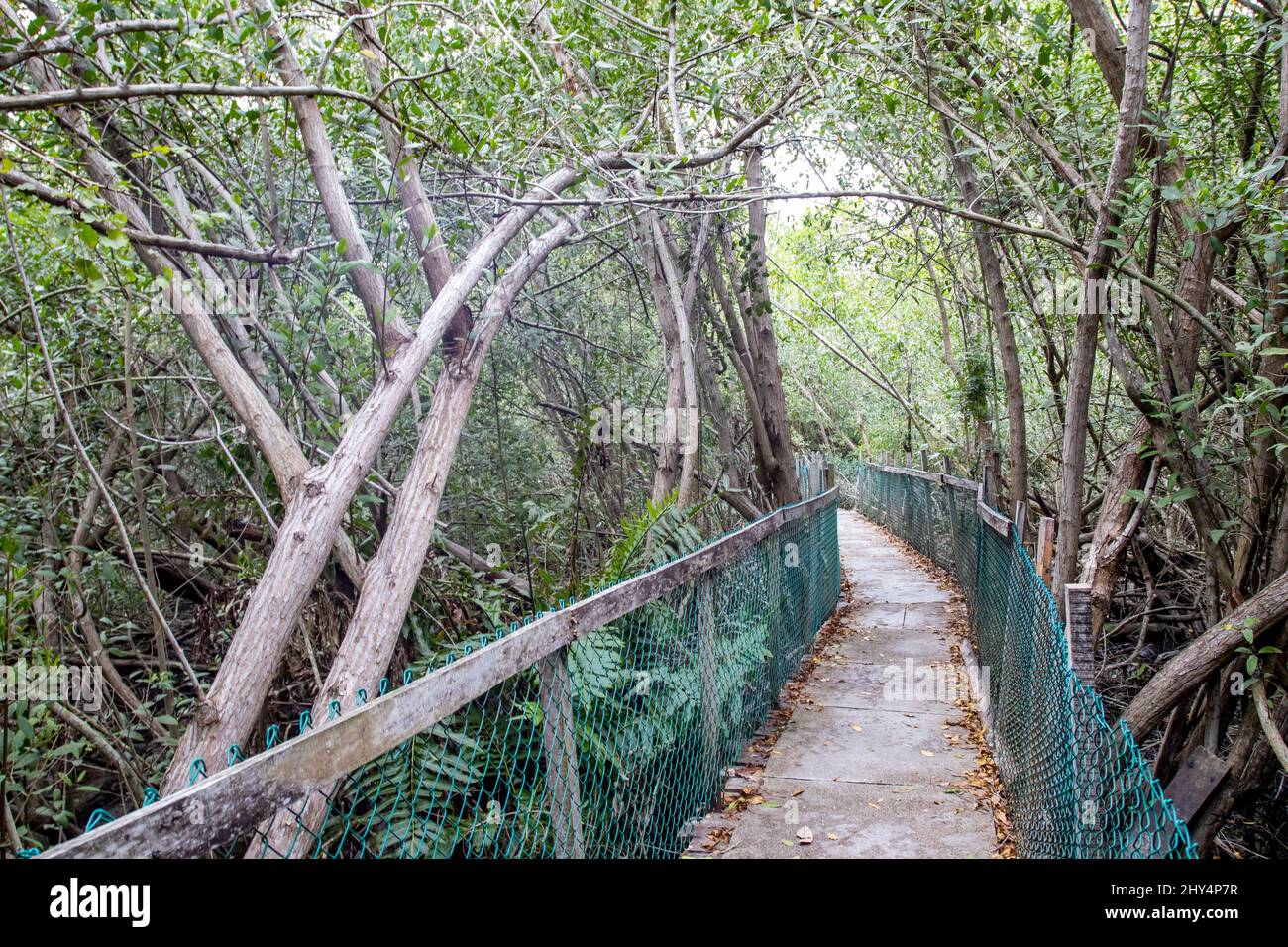 The walking path going through green leaved trees in Cocodrilario La ...