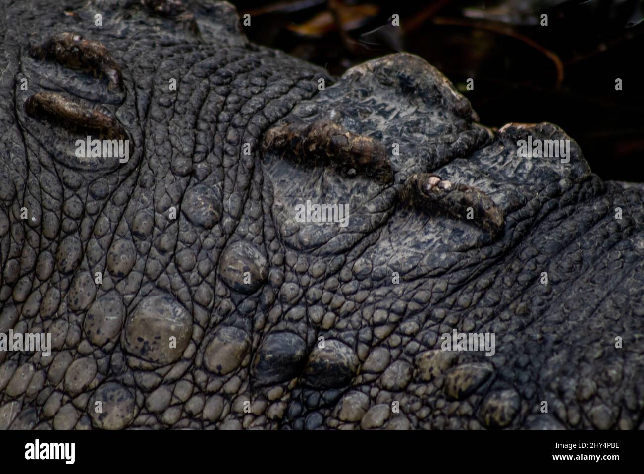 Close-up shot of the scutes of a crocodile in Cocodrilario La ...