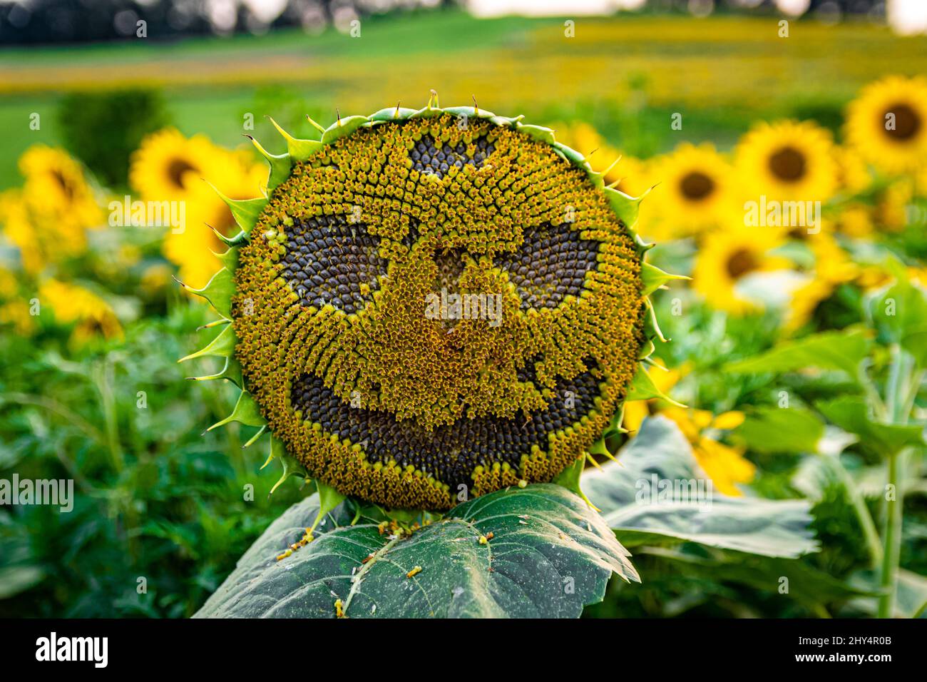 Closeup shot of a smiley face in a sunflower Stock Photo - Alamy