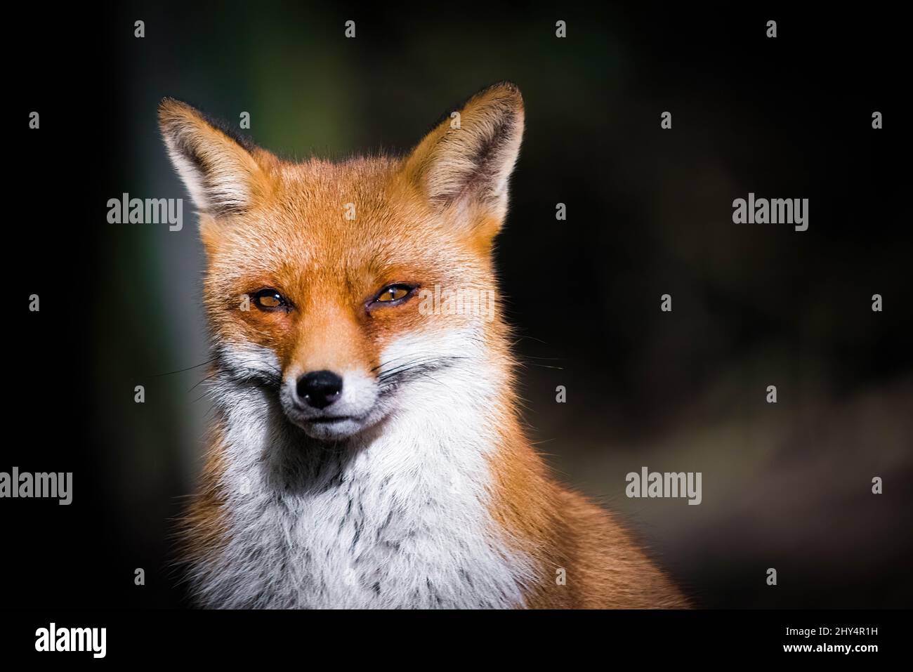 Red fox with intense stare outdoors Stock Photo - Alamy