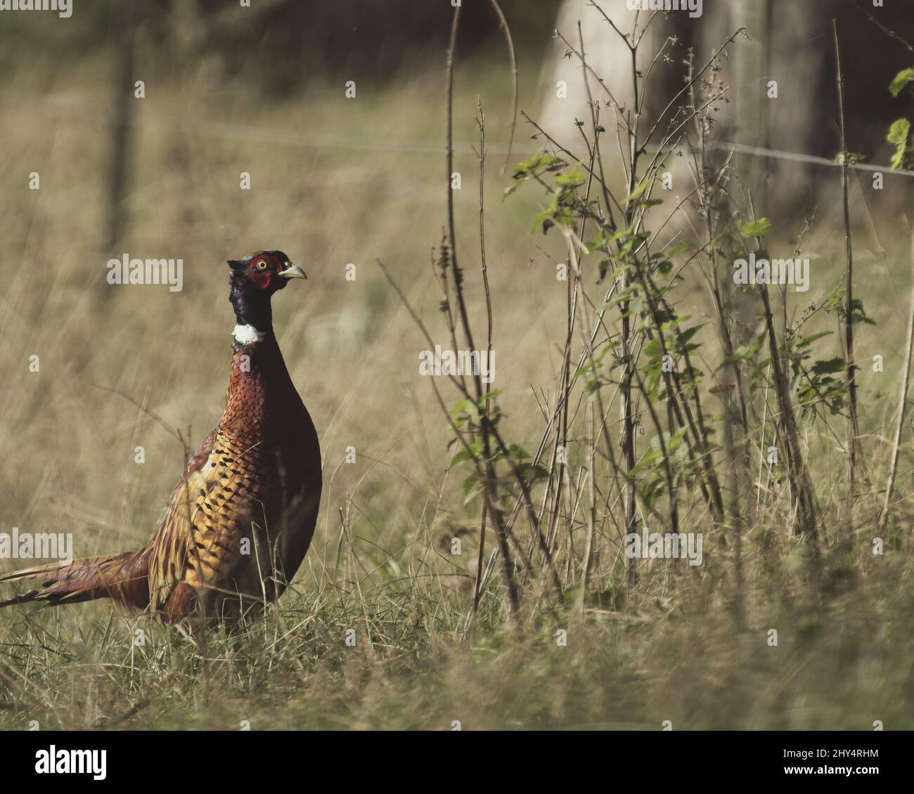 Closeup shot of the cute pheasant bird in the field on a blurred nature ...