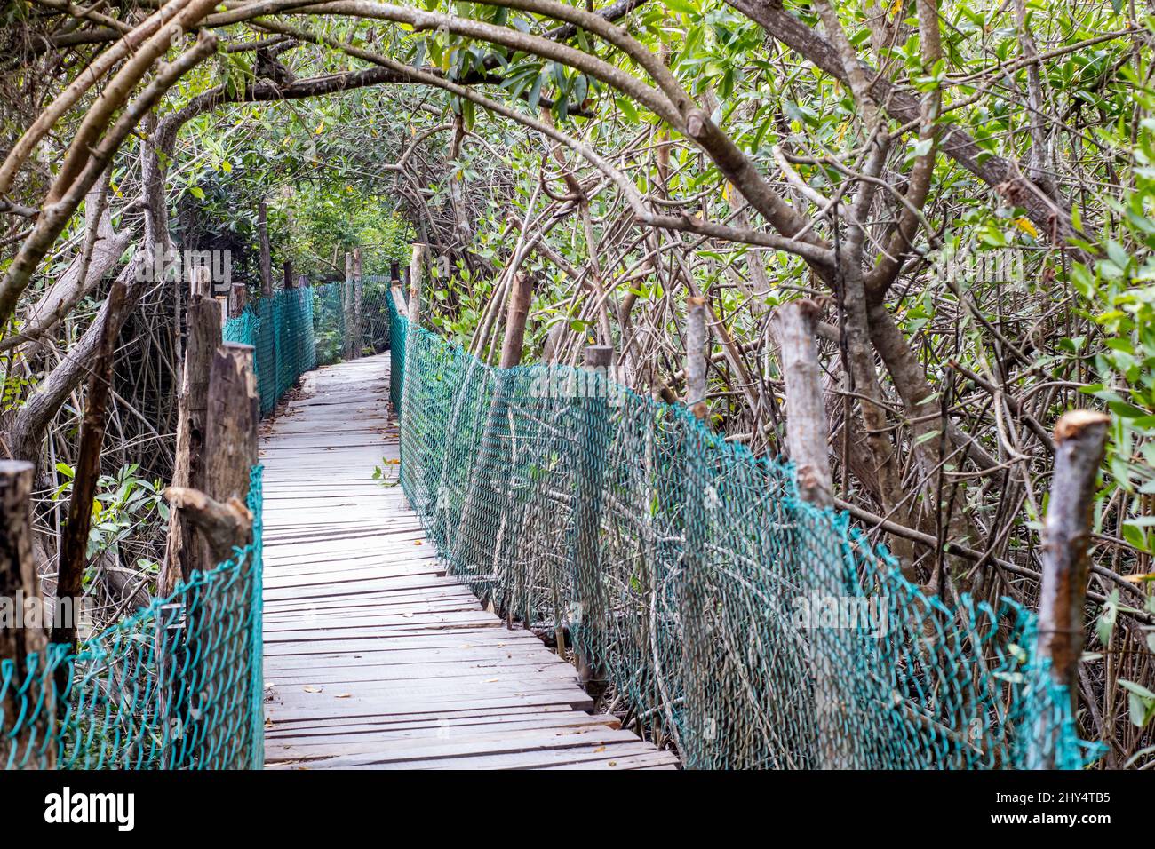 Walking path going through green leaved trees in Cocodrilario La ...