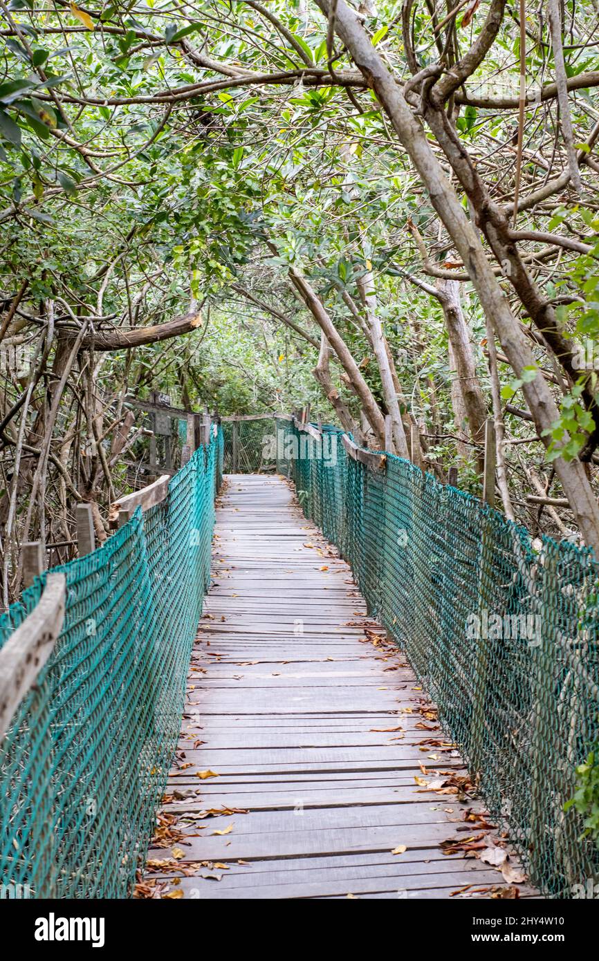 Walking path going through green leaved trees in Cocodrilario La ...
