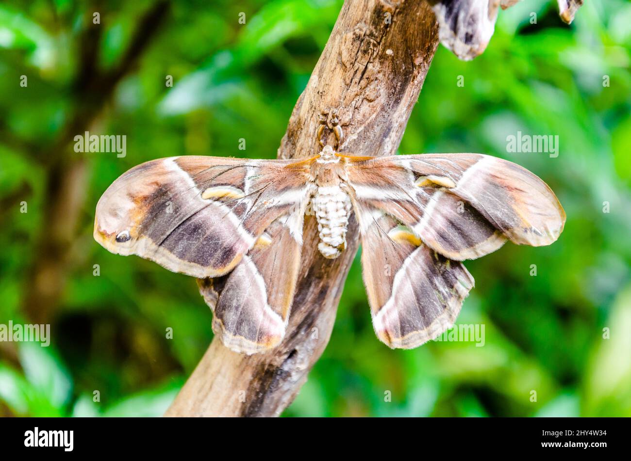 Samia ricini hi-res stock photography and images - Alamy