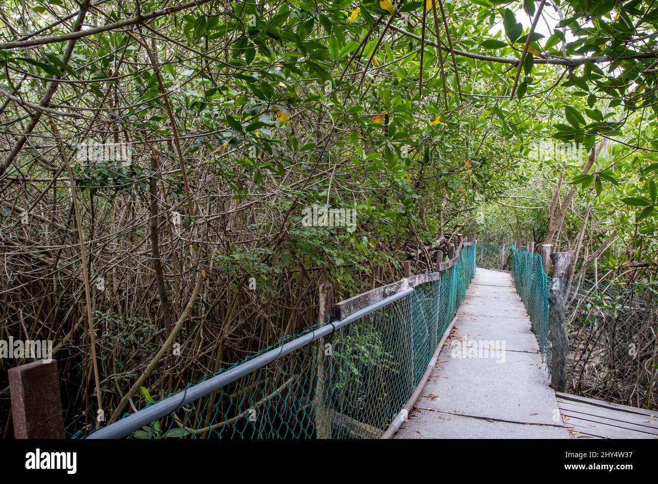 Walking path going through green leaved trees in Cocodrilario La ...