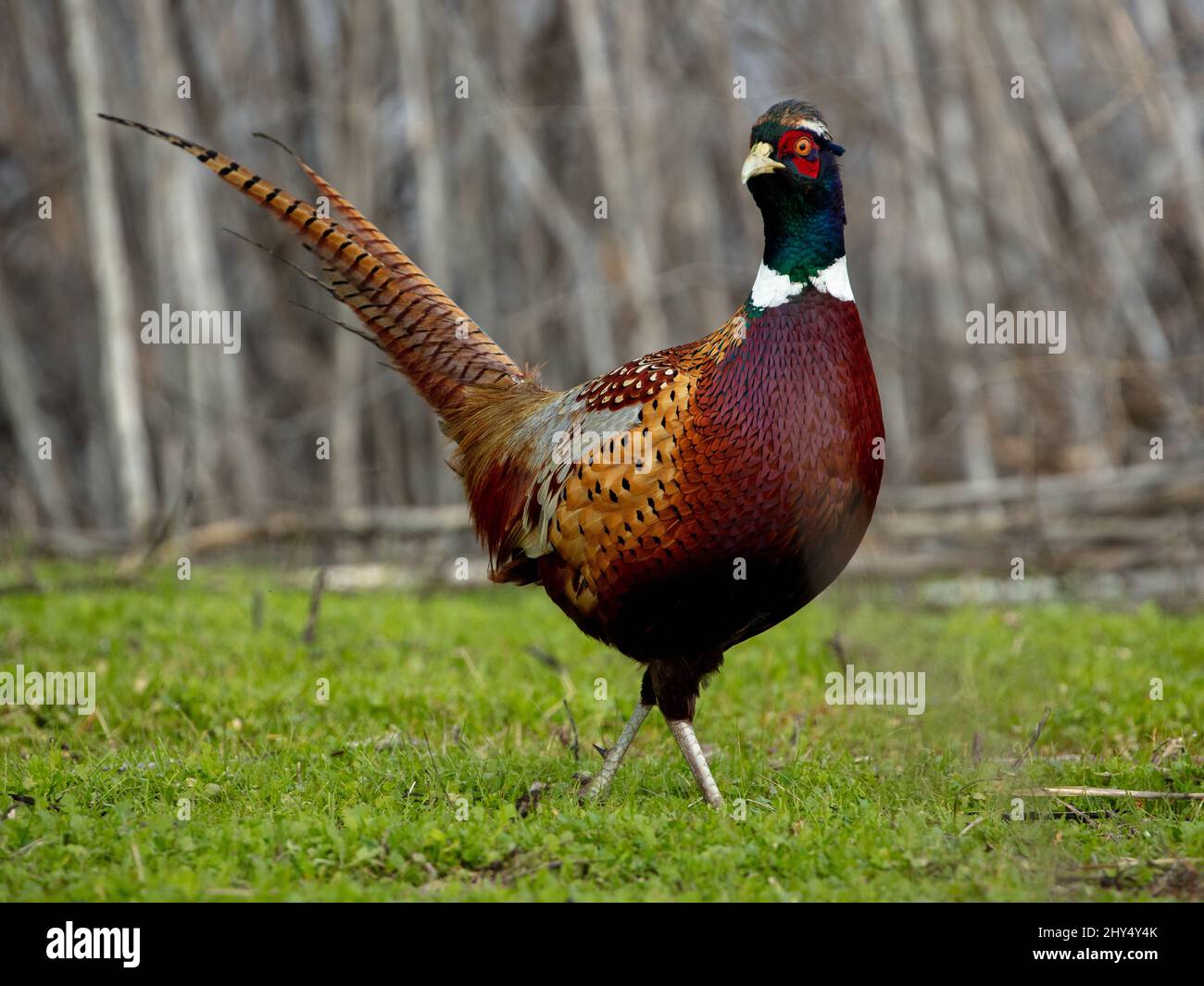 Pheasant green field animal wildlife hi-res stock photography and ...