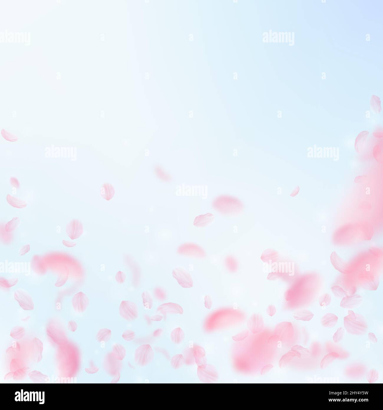 Sakura petals falling down. Romantic pink flowers falling rain. Flying ...