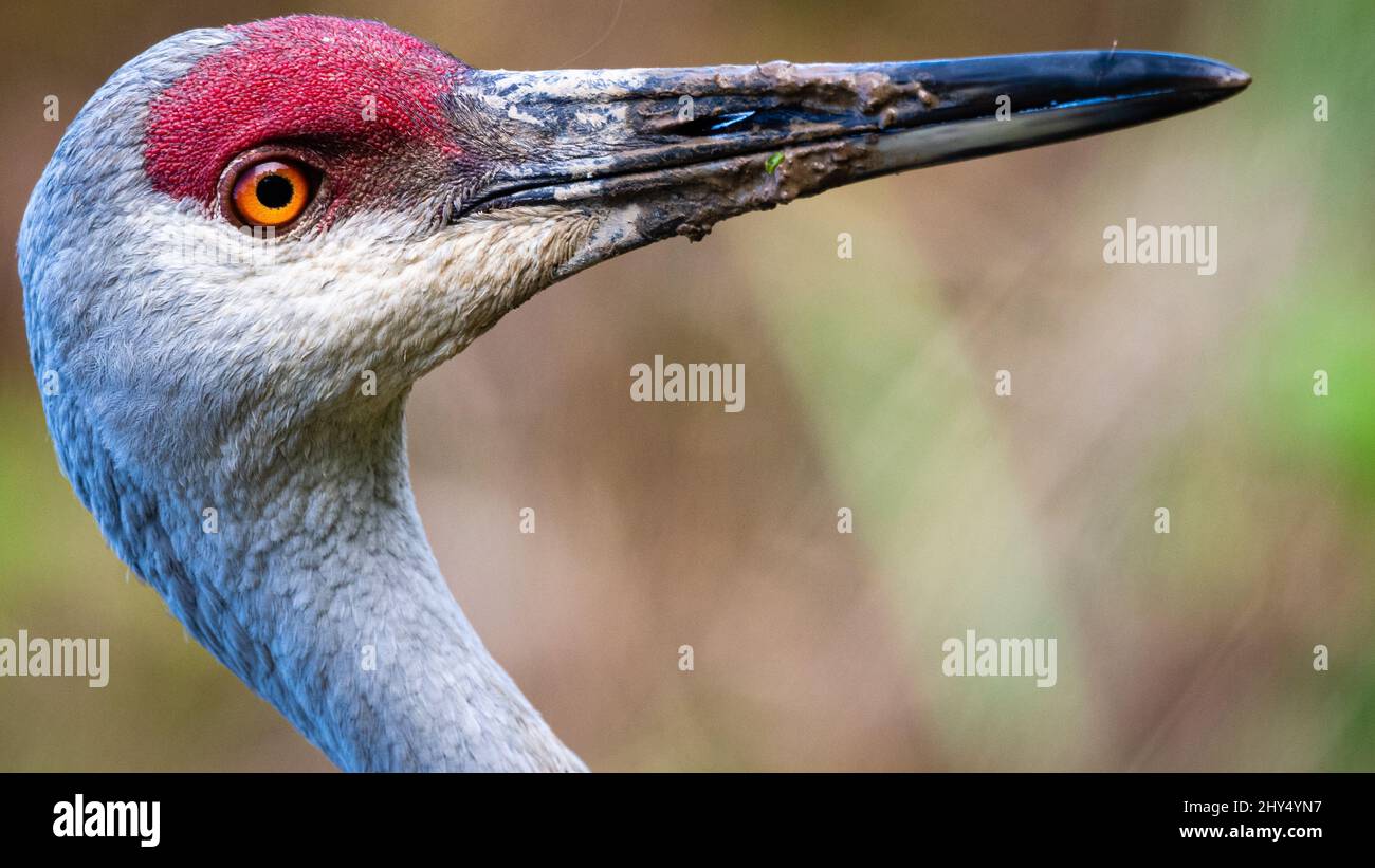 Closeup shot of details on a Brolga crane face Stock Photo - Alamy