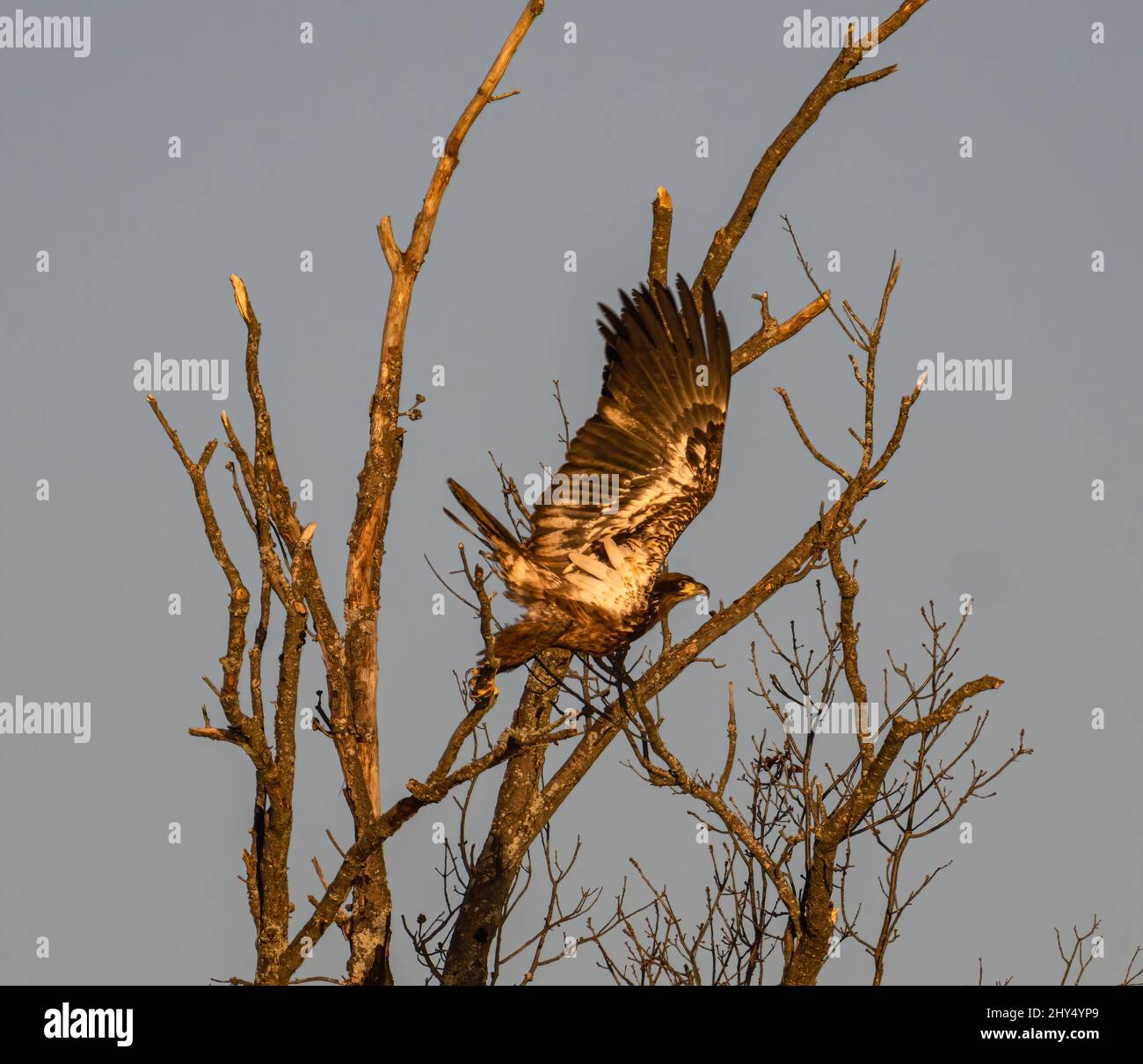 Flying off from a branch hi-res stock photography and images - Alamy