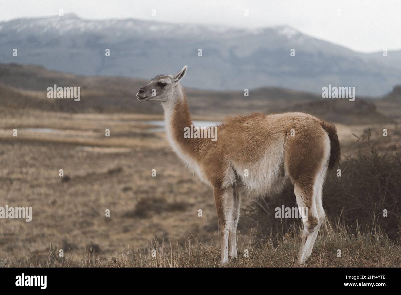 Closeup shot of Guanaco in nature Stock Photo - Alamy
