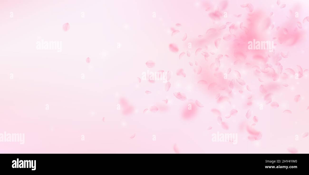 Sakura petals falling down. Romantic pink flowers explosion. Flying ...