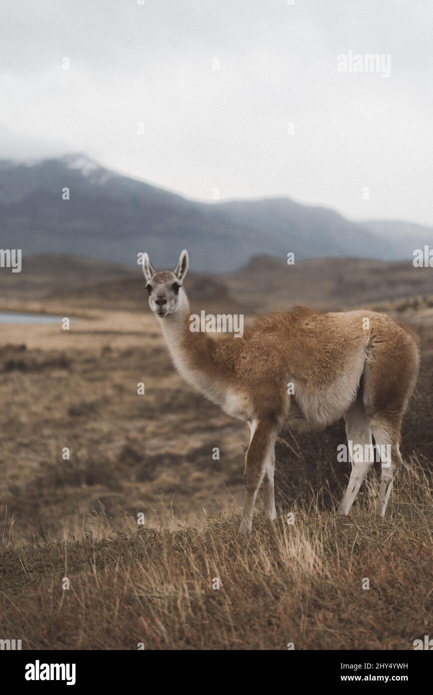 Guanaco bush hi-res stock photography and images - Alamy