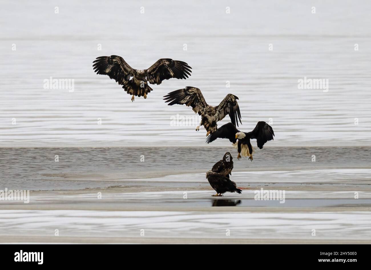 Group of eagles hi-res stock photography and images - Alamy
