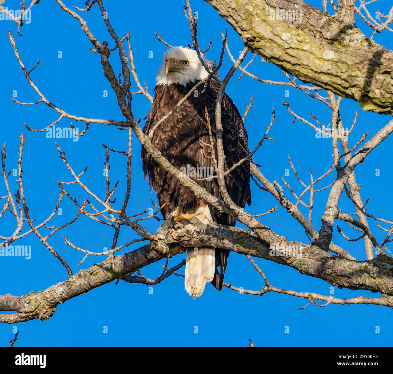Low angle of a bald eagle perched on a tree branch Stock Photo - Alamy