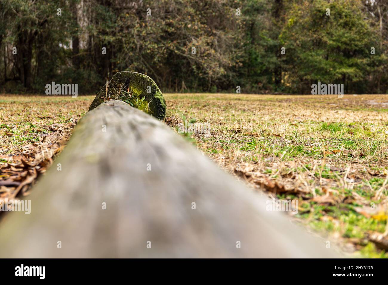 Closeup shot wooden log hi-res stock photography and images - Alamy