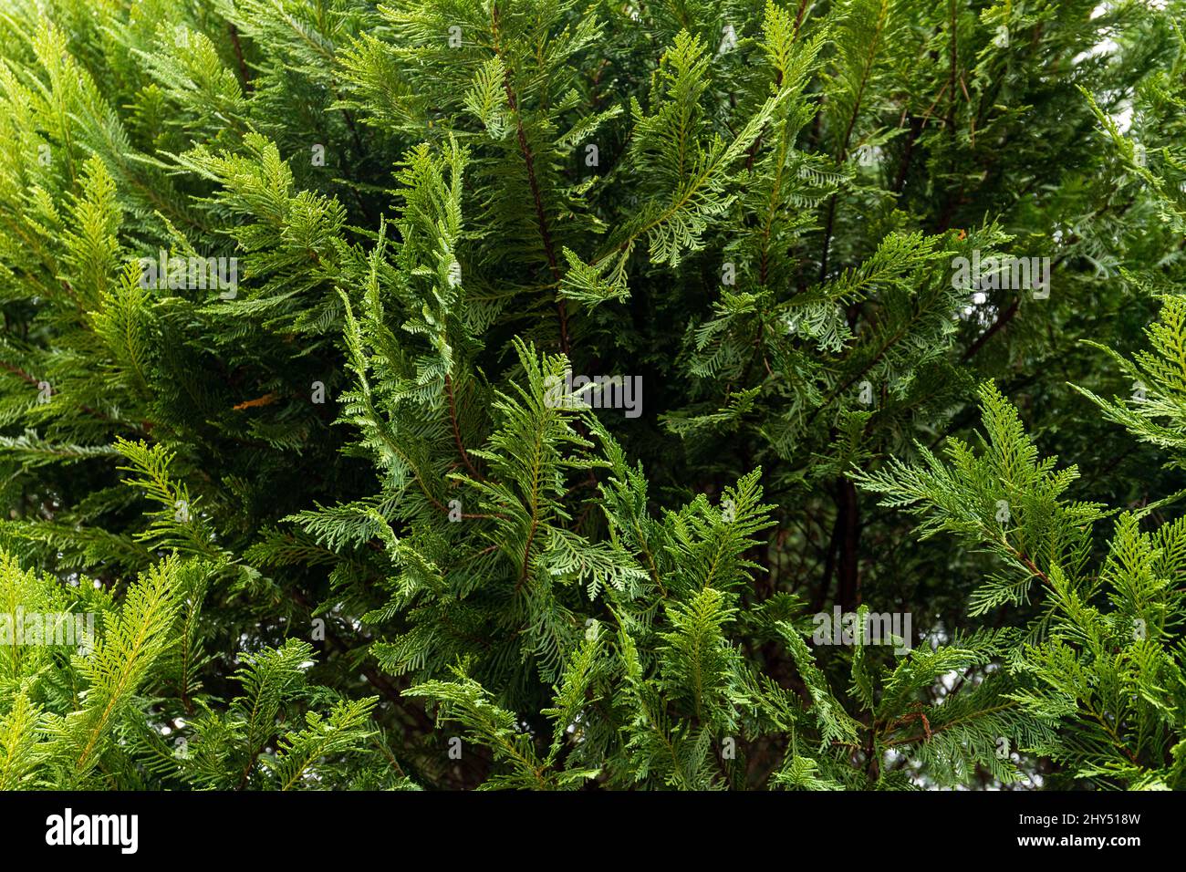Beautiful view of evergreen trees in a coniferous forest Stock Photo ...