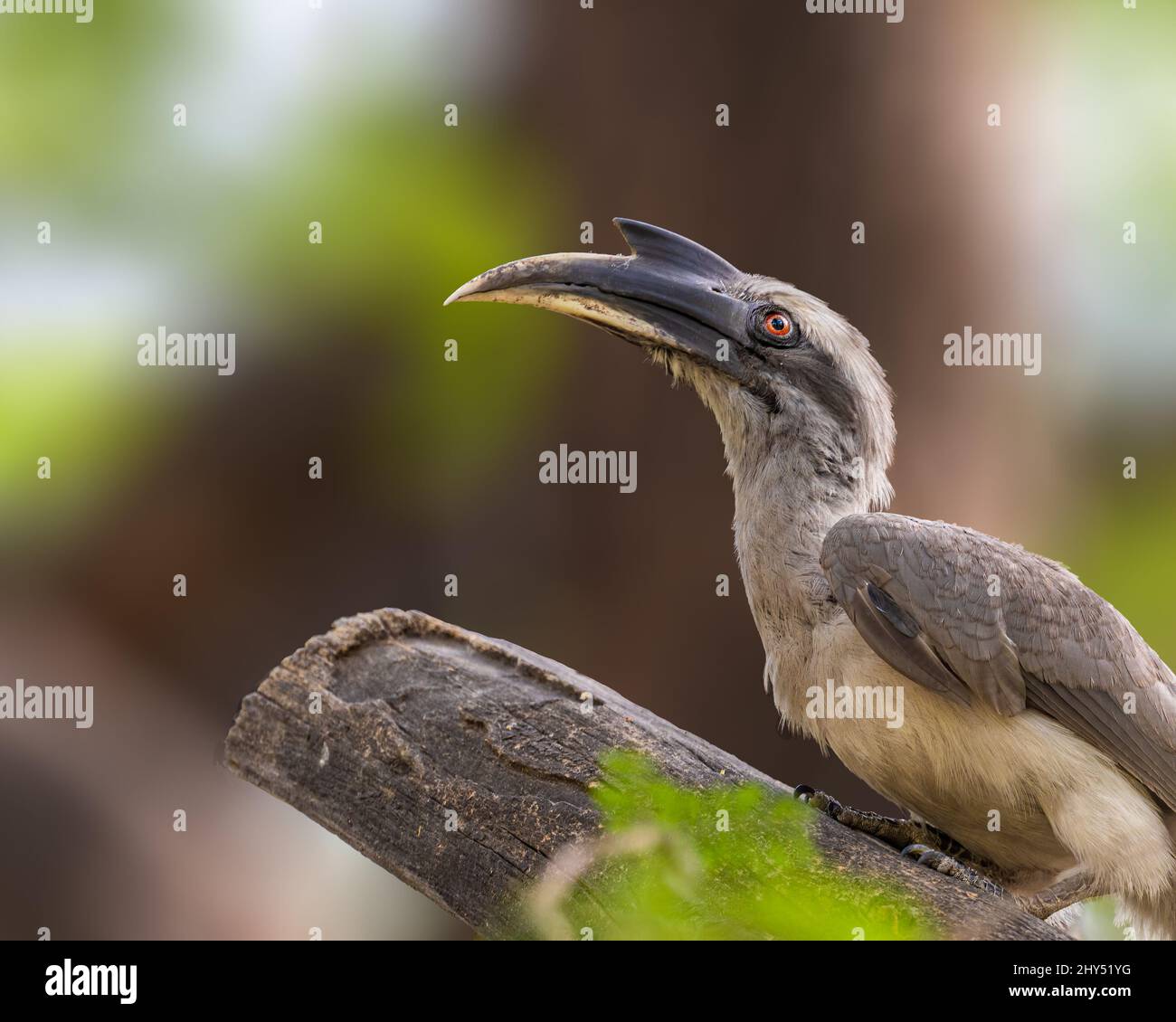 Gray Horn bill sitting on a tree and resting Stock Photo - Alamy
