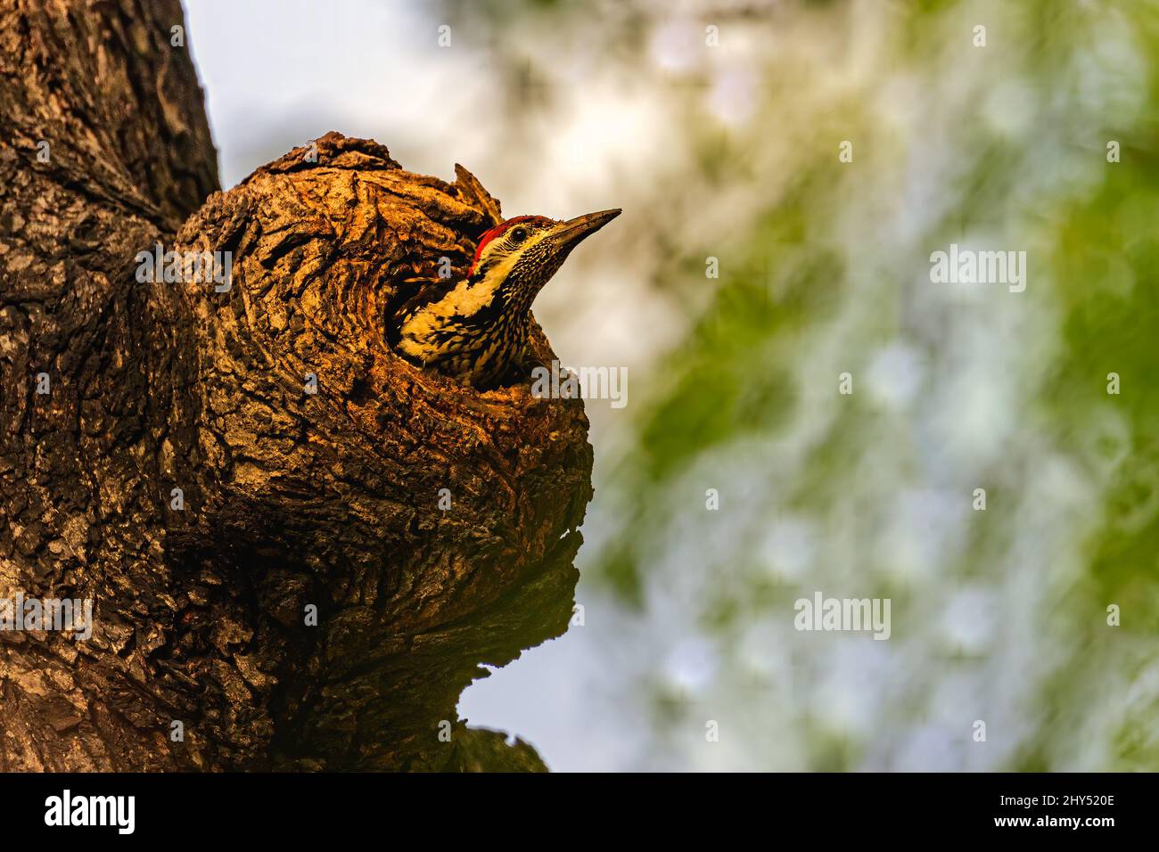 A Lesser Flameback woodpecker looking outside Stock Photo - Alamy