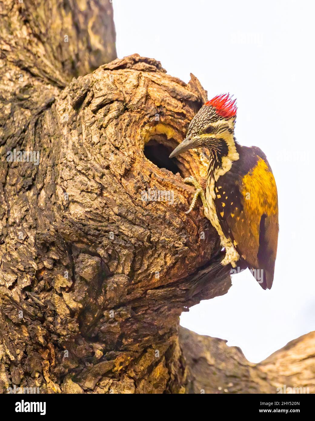 A Lesser Flameback woodpecker at its nest Stock Photo - Alamy