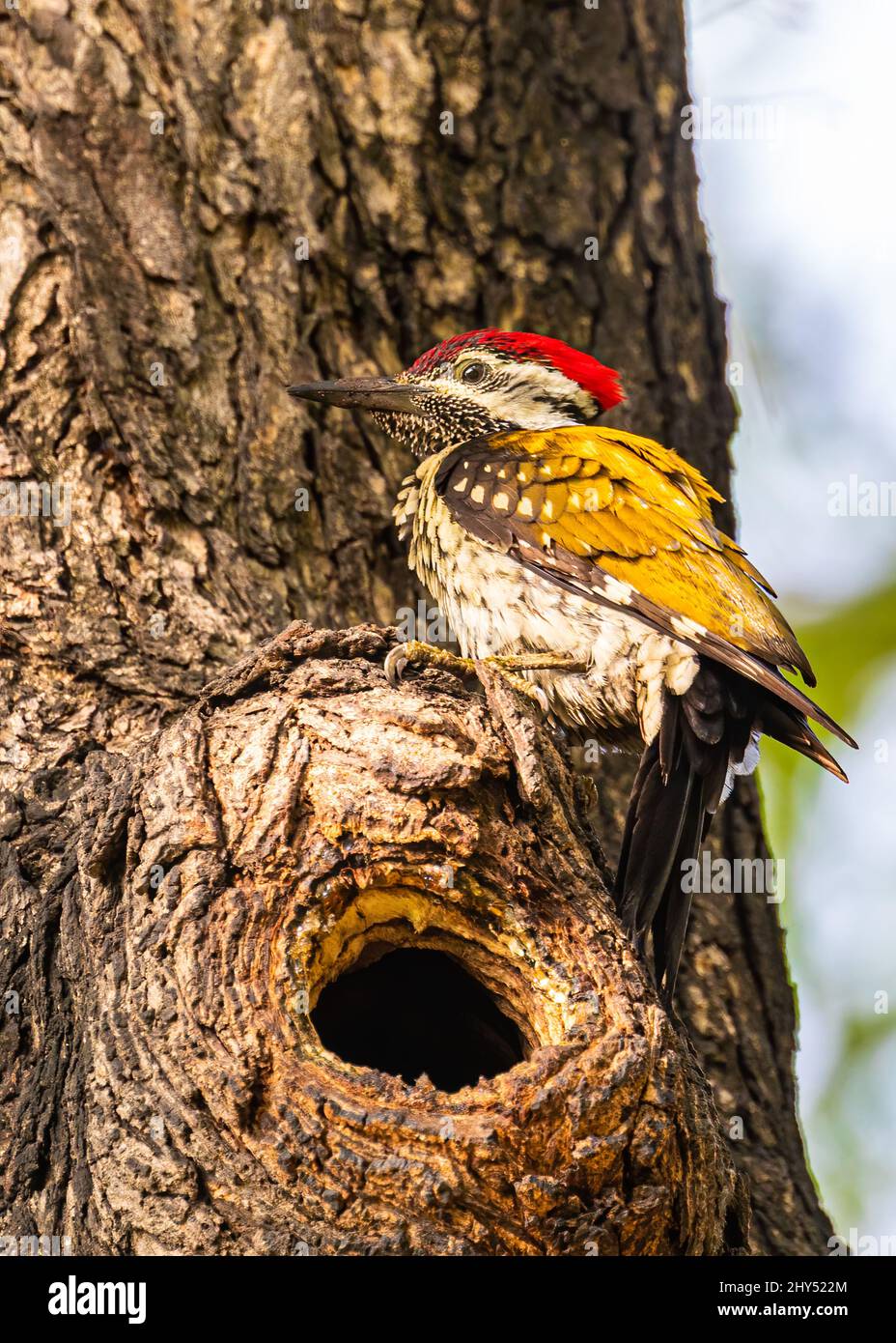 A Lesser Flameback woodpecker sitting outside nest Stock Photo - Alamy