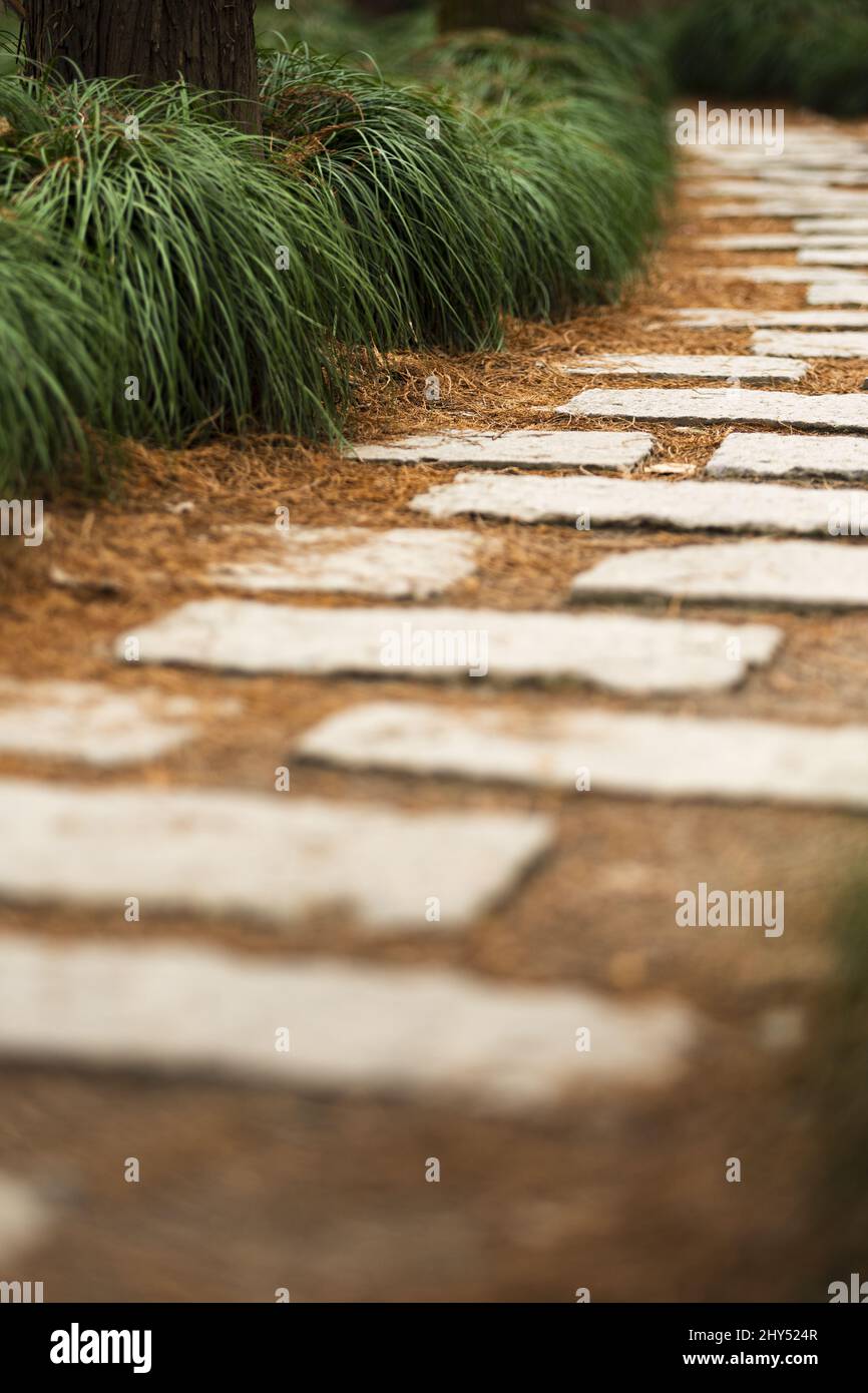 Vertical shot of the grass growing next to a foot passage in garden ...